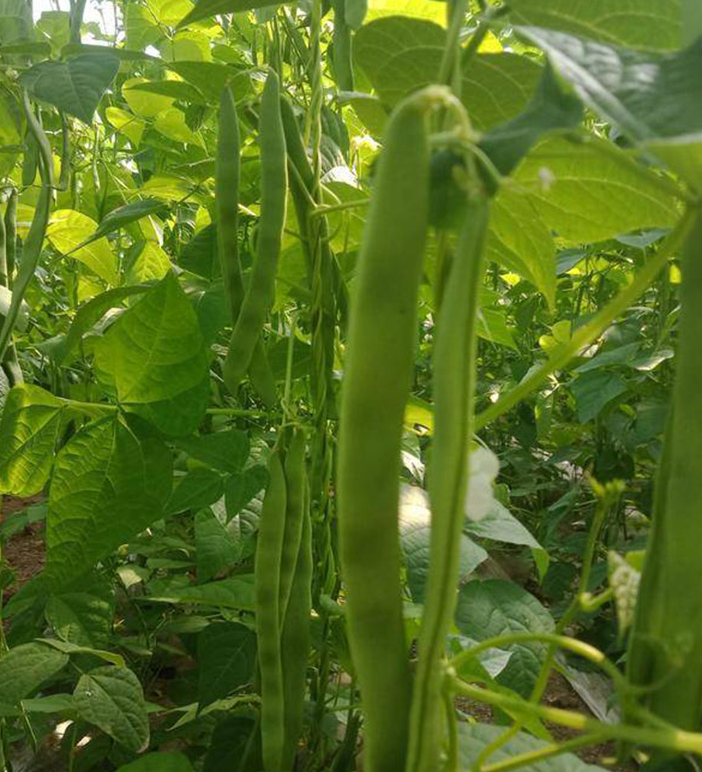 Early maturity disease resistance high yield short bean seeds