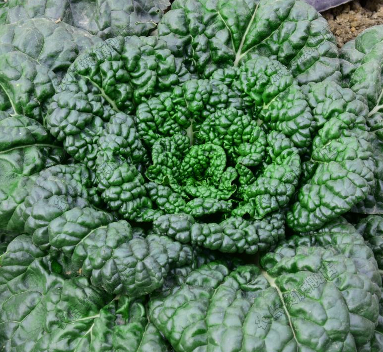 black Pearl Wuta-tsai seeds