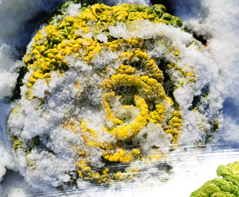 High Cold Resistance Yellow Heart Cabbage Chinese Veggetable Seeds