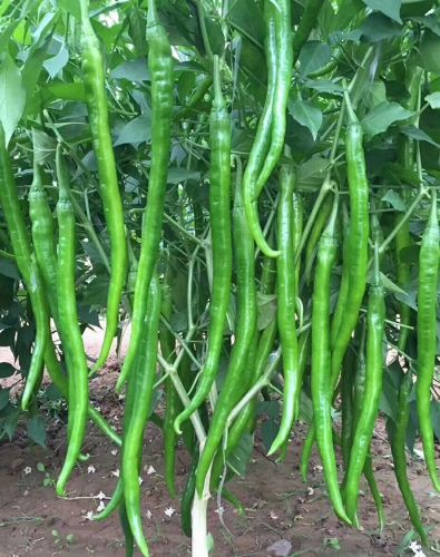 Hybrid Long Hot Chili Pepper Seeds Capsicum Seeds