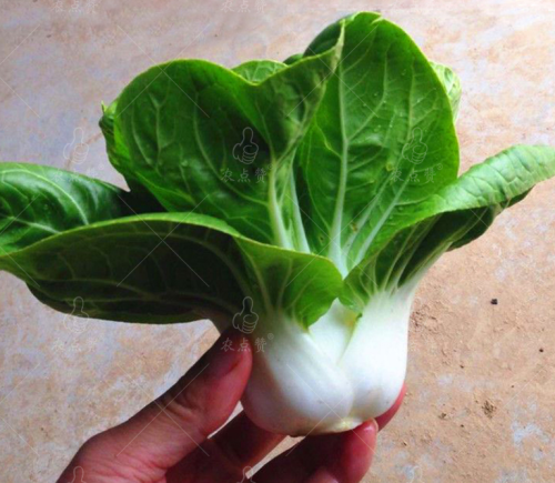 Dwarf yellow Cole Rape Seeds Chinese Vegetable Seeds