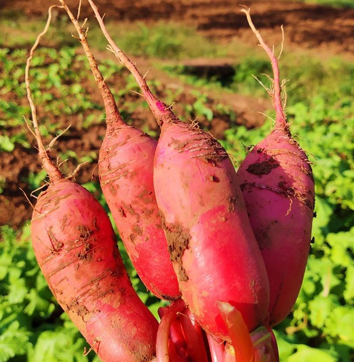 Big red pouch Good Quality Big Red Radish Seeds