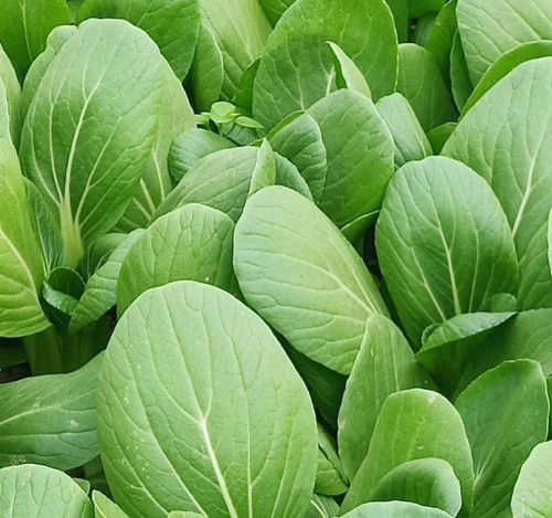 Ba Baoqing Cole Rape Seeds Chinese Vegetable Seeds