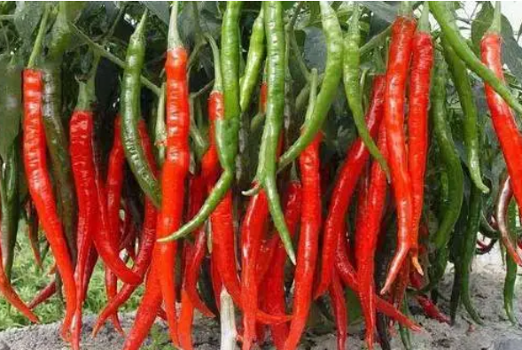 Hybrid Long Hot Chili Pepper Seeds Capsicum Seeds