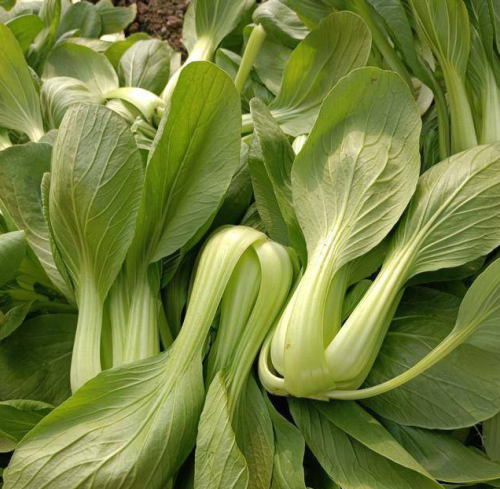 Dwarf Cole Rape Seeds Chinese Vegetable Seeds