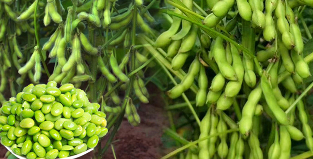 Early Maturing and High Yield Soybean Green Soy Bean Seeds