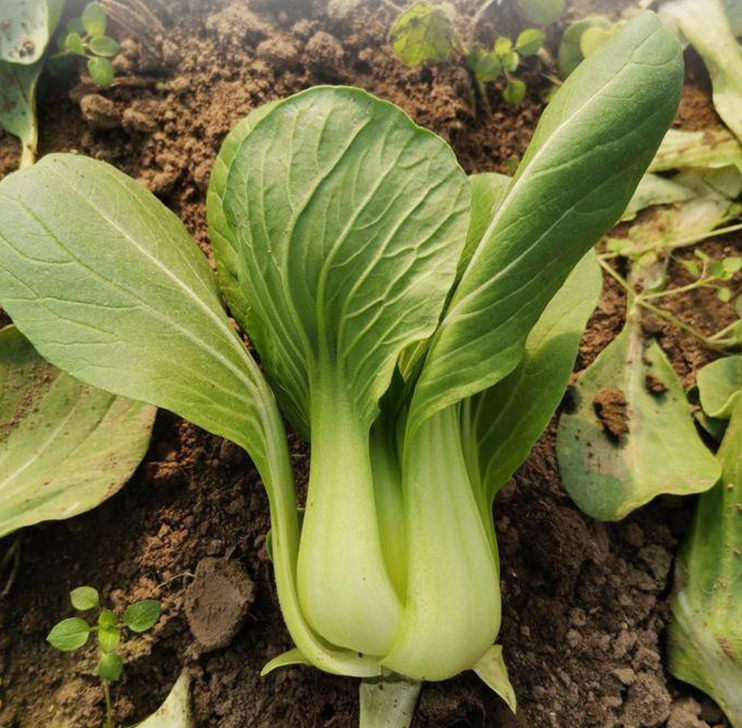 Ba Baoqing Cole Rape Seeds Chinese Vegetable Seeds