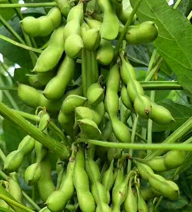 Early Maturing and High Yield Soybean Green Soy Bean Seeds