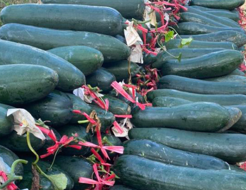 Mojiang Hybrid Black Skin White Gourd Seeds Chinese Watermelon Seeds ...