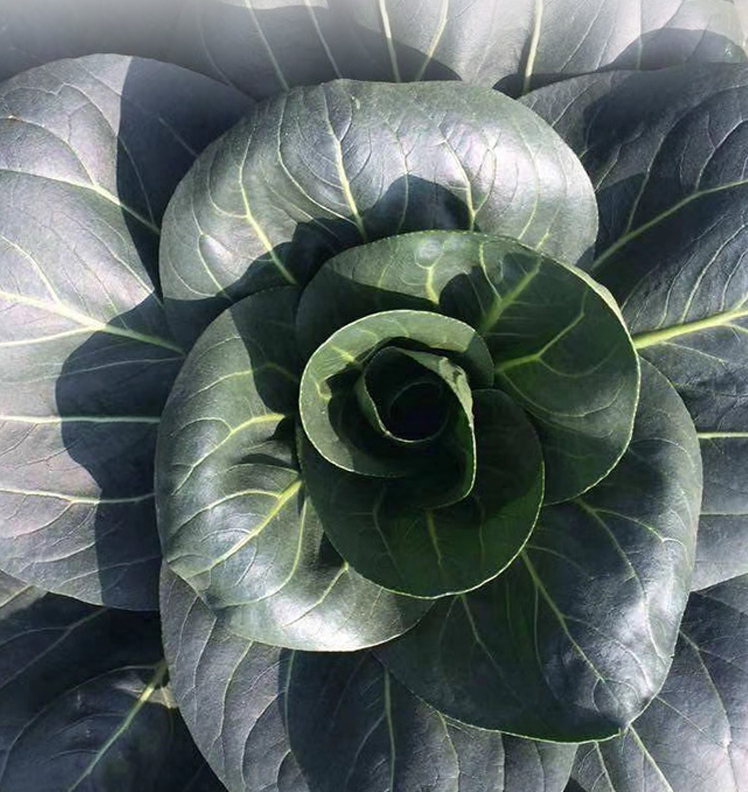 Black oil crown Cole Rape Seeds Chinese Vegetable Seeds