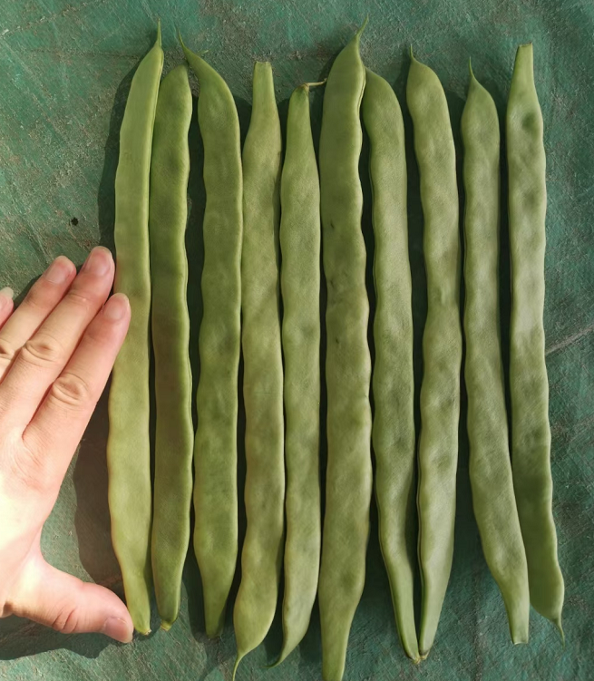 Early maturity disease resistance high yield short bean seeds