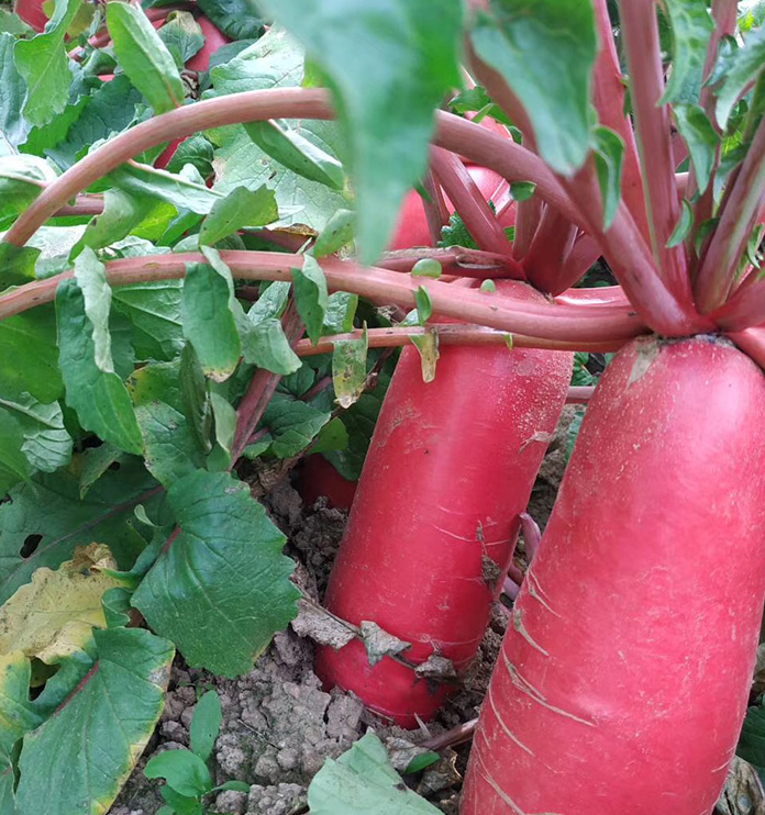 Big red pouch Good Quality Big Red Radish Seeds