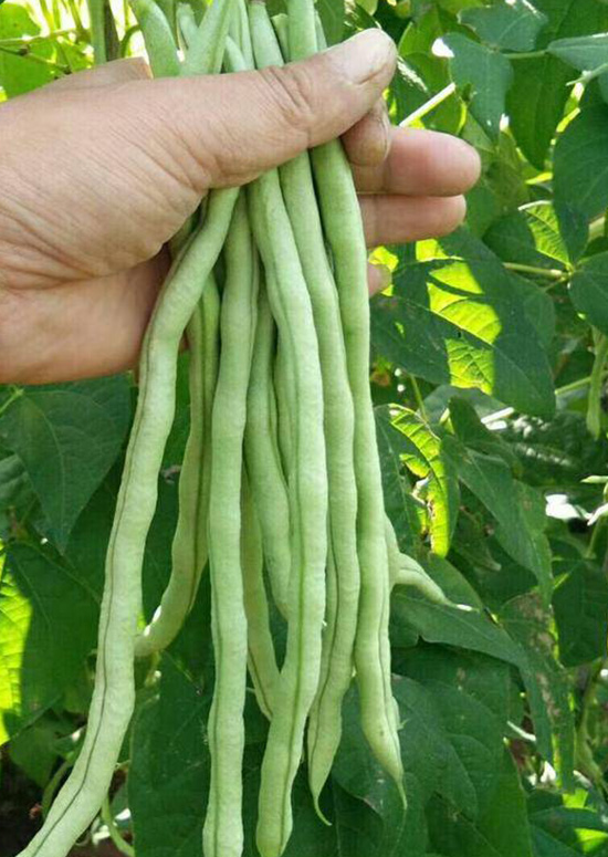Almighty Bean King bean seeds