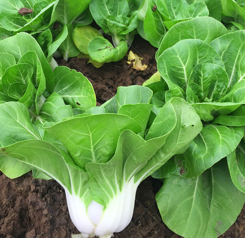 Dwarf yellow Cole Rape Seeds Chinese Vegetable Seeds