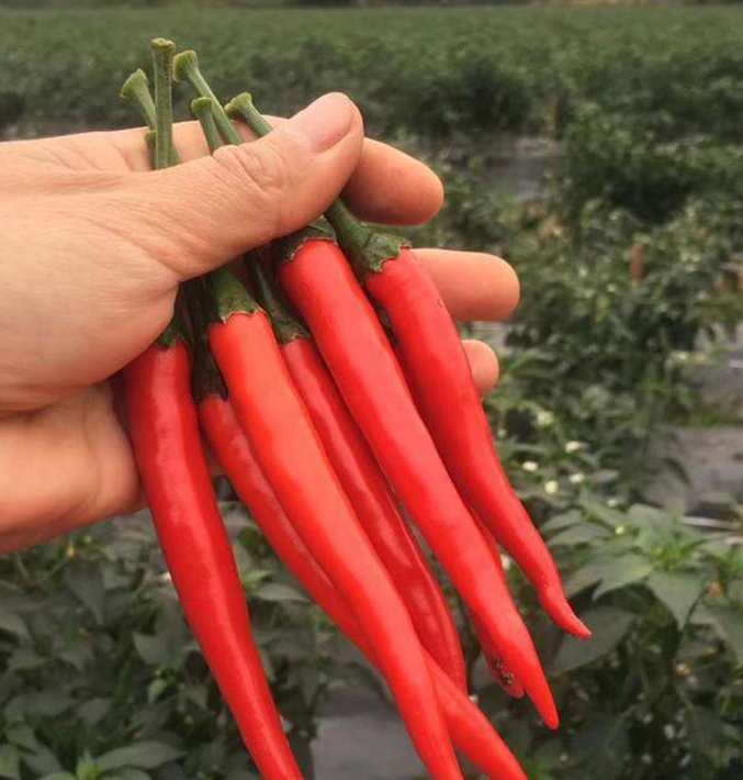 Hybrid Hot Chili Pepper Seeds Capsicum Seeds