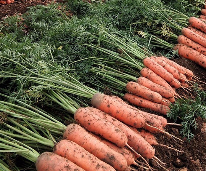 Carrot Seed High Quality Hybrid Carrot Seeds