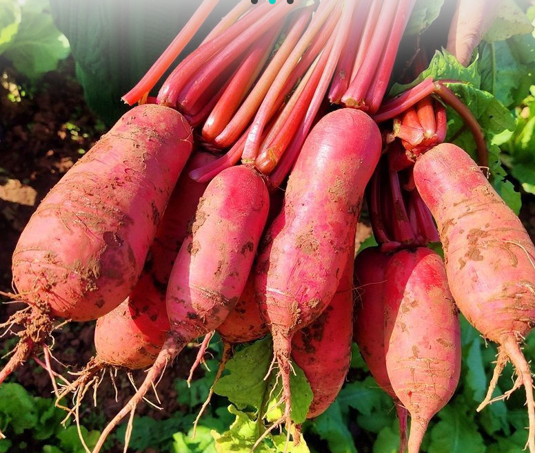 Big red pouch Good Quality Big Red Radish Seeds