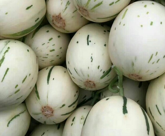 White Meteor Round or Oval Melon Seeds