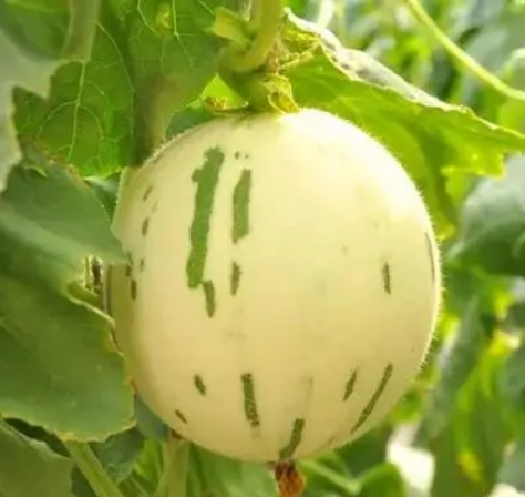 White Meteor Round or Oval Melon Seeds