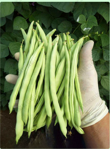 Early Maturity High Yield Short Bean Seeds