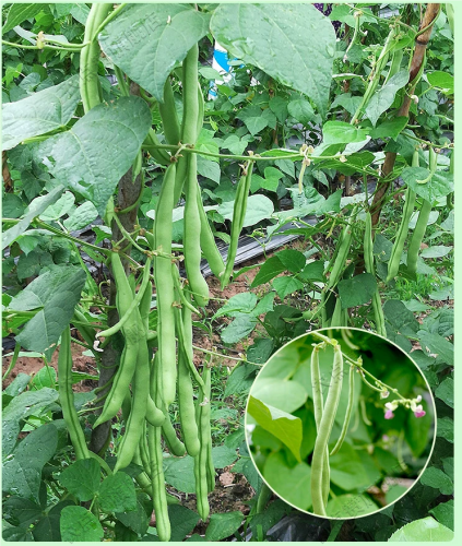 Early Maturity High Yield Short Bean Seeds