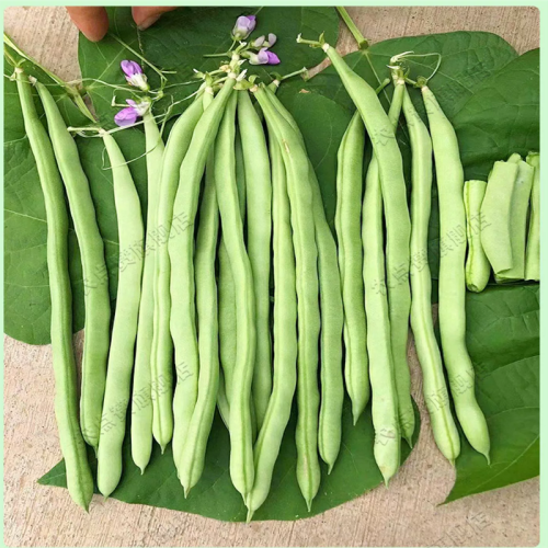 Early Maturity High Yield Short Bean Seeds