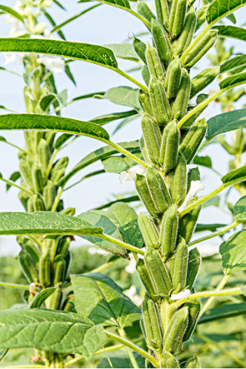 New variety, high-quality hybrid white sesame,sesame