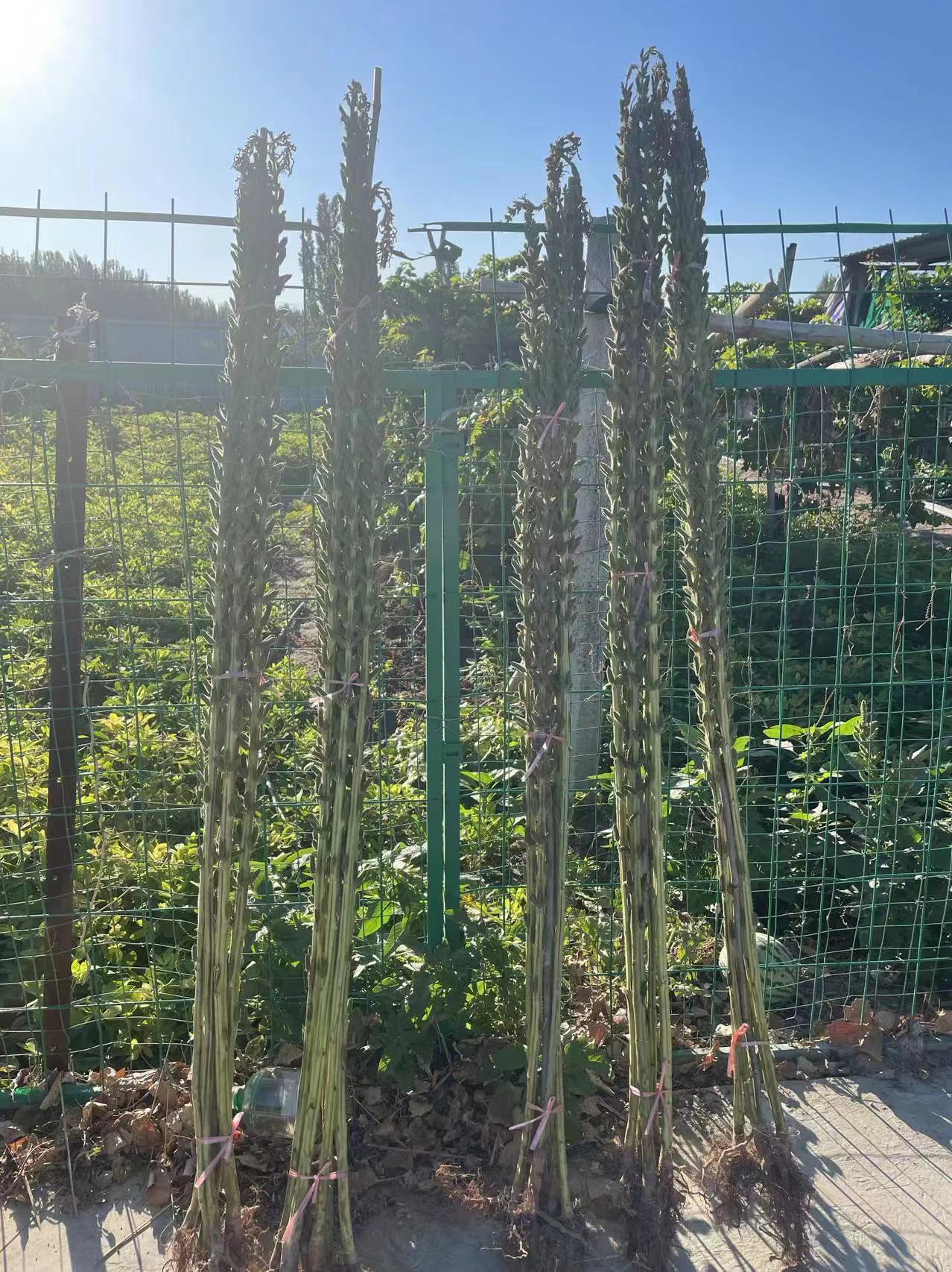 New variety, high-quality hybrid white sesame,sesame