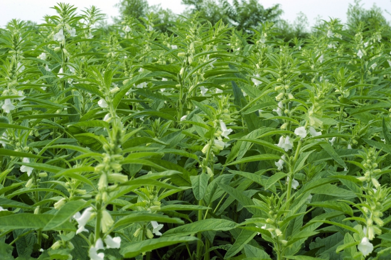 New variety, high-quality hybrid white sesame,sesame