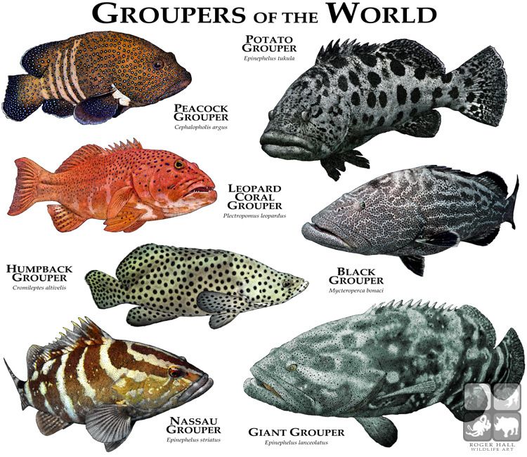 Exploring the Oceanic VIP: The Grouper Fish