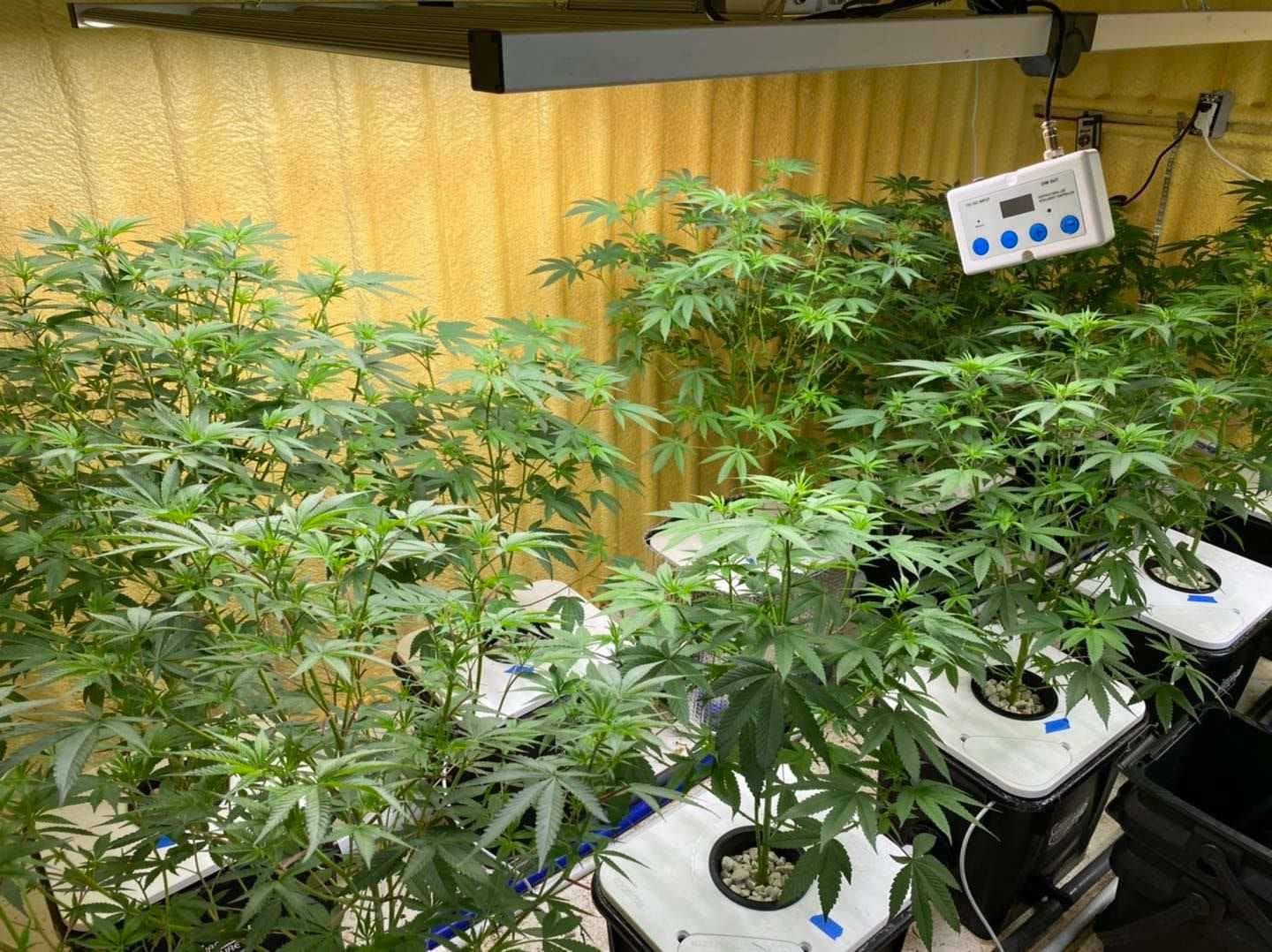 EDKFARM High Power led grow light for indoor cannabis veg flowers