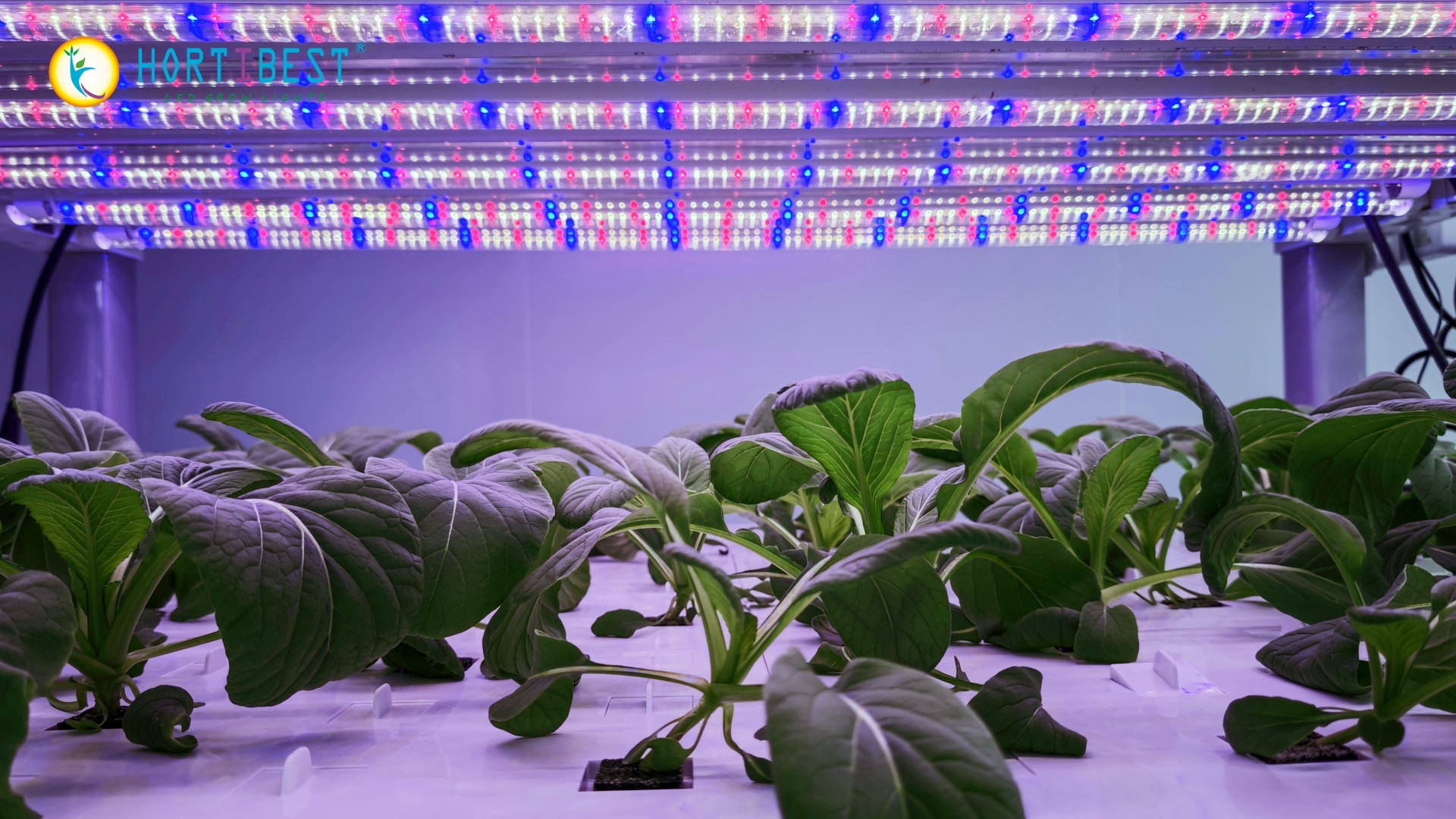 HortiBest LED Grow Lights-one of the most-trusted professional LED grow ...