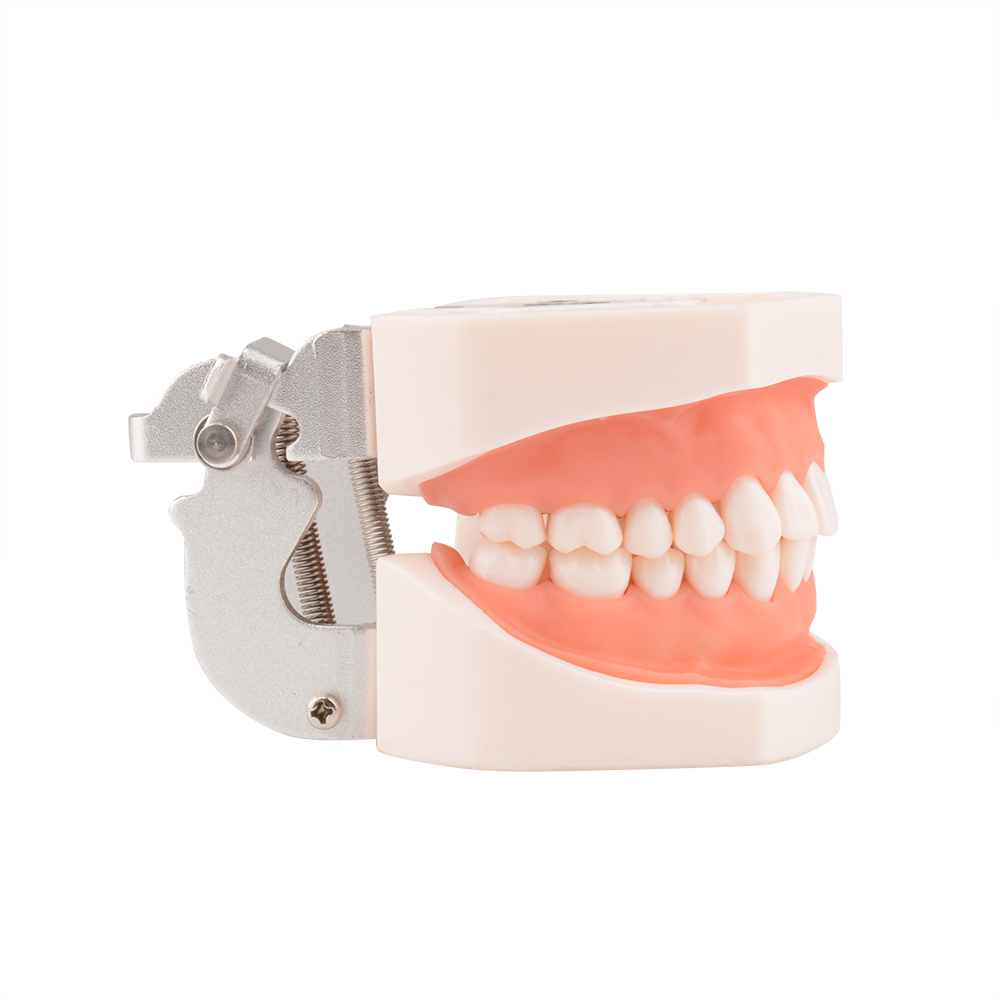 Dental Typodont Teeth Model - Study Cavity Preparation Practice, Detachable