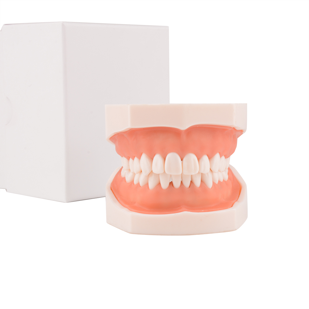 Dental Typodont Teeth Model - Study Cavity Preparation Practice, Detachable