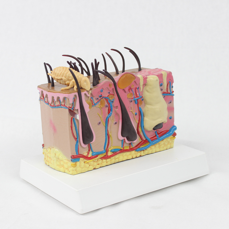 Custom Dog 3D Skin Anatomy Model for Veterinary Study