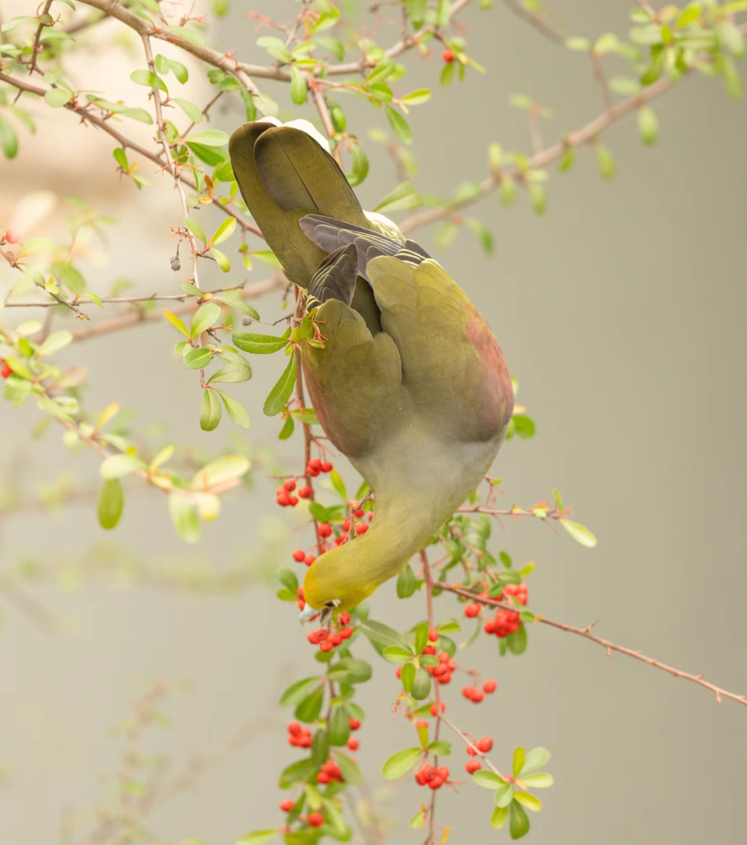 Lazy Birder’s Guide to Finding the Rare Red-Winged Green Pigeon (No ...