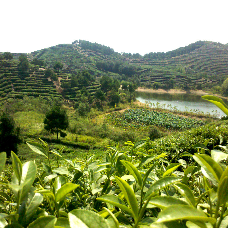 Newest Green Tea Seeds For Sale Chinese Camellia sinensis Seeds