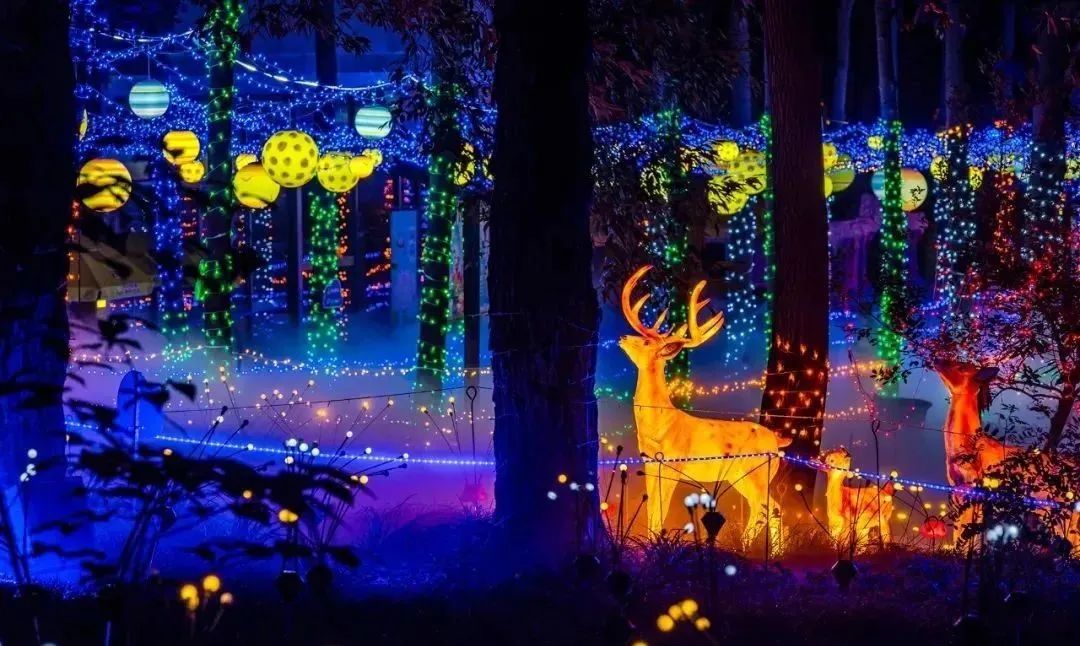 How does forest night tour economy cooperate with light and shadow ...