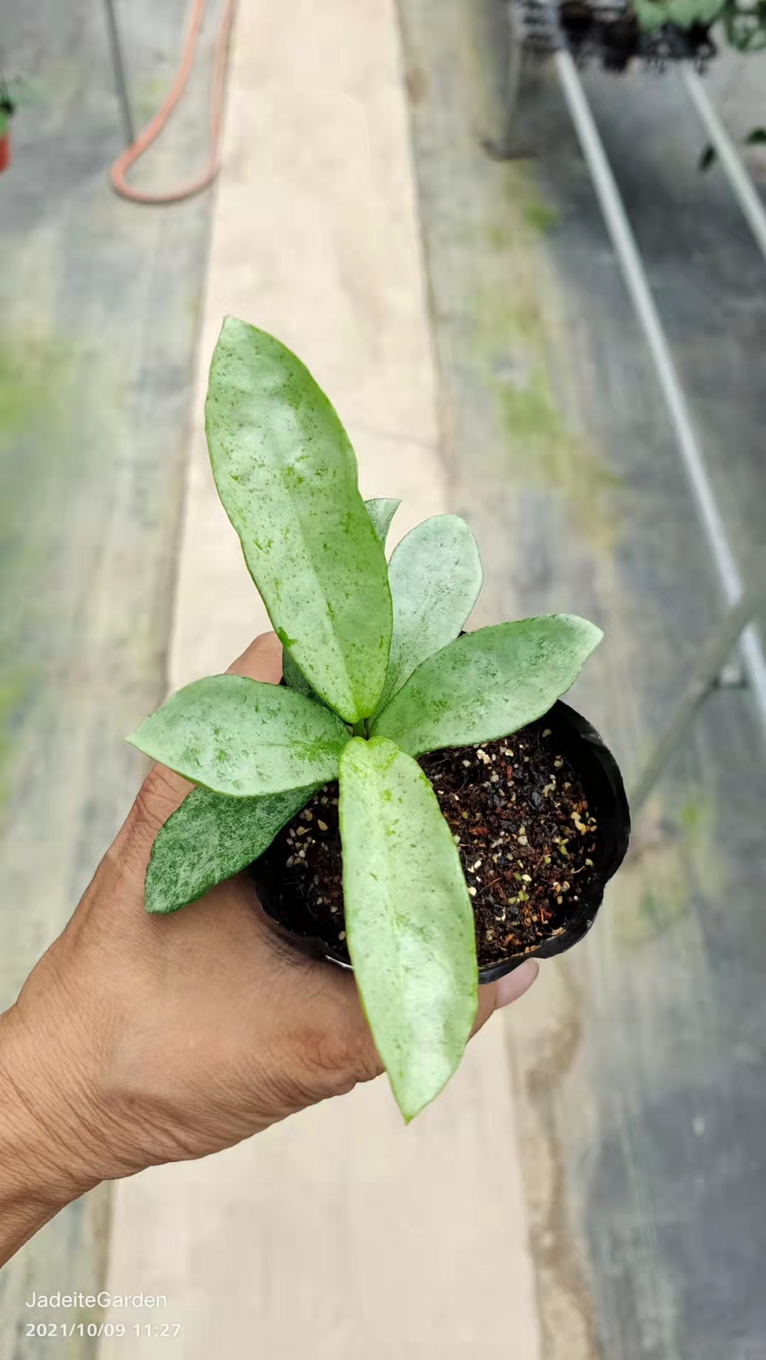 Hoya carnosa ssp. "grey ghost",Hoya
