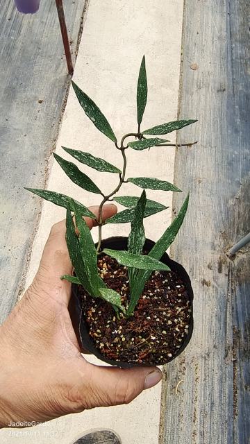 Hoya mirabilisHoya somadeeae small leaf splash,Hoya