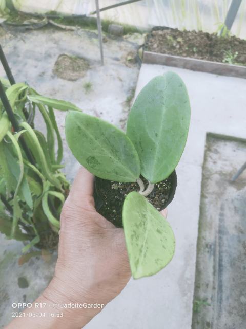 Hoya rime splash (jad019),Hoya JAD