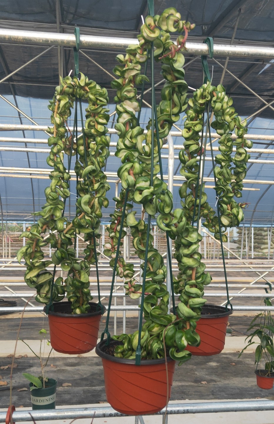 Hoya compacta variegata "mauna loa",Hoya