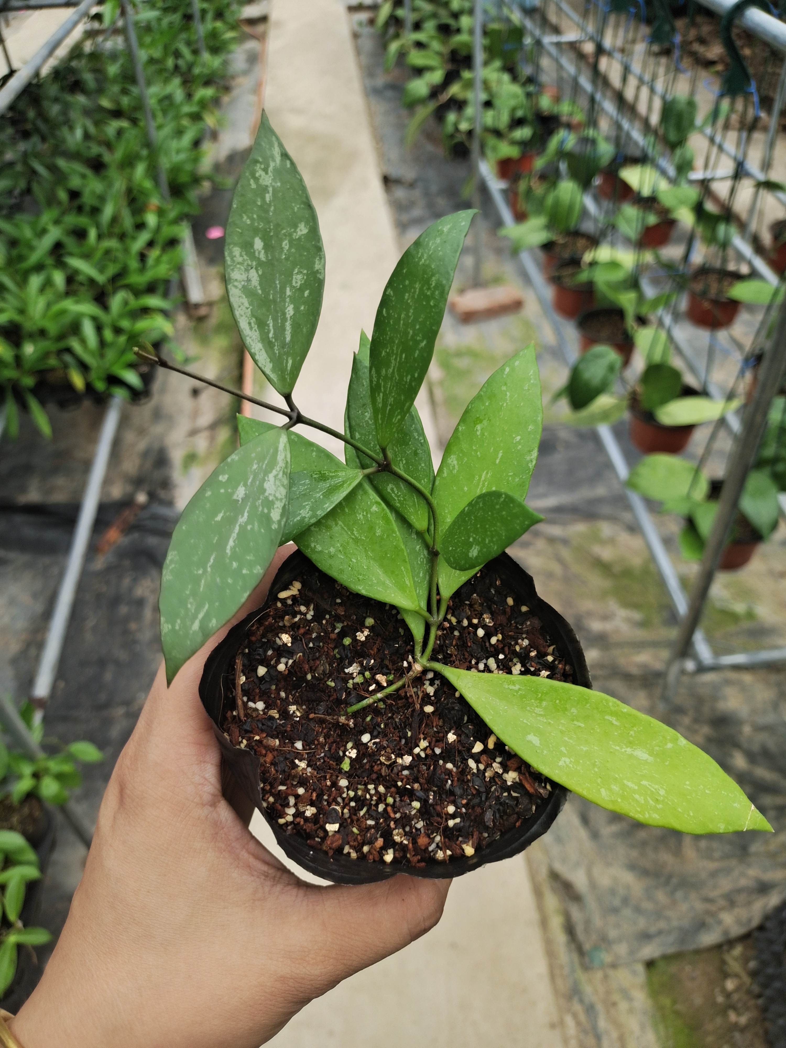 Hoya inconspicua,Hoya