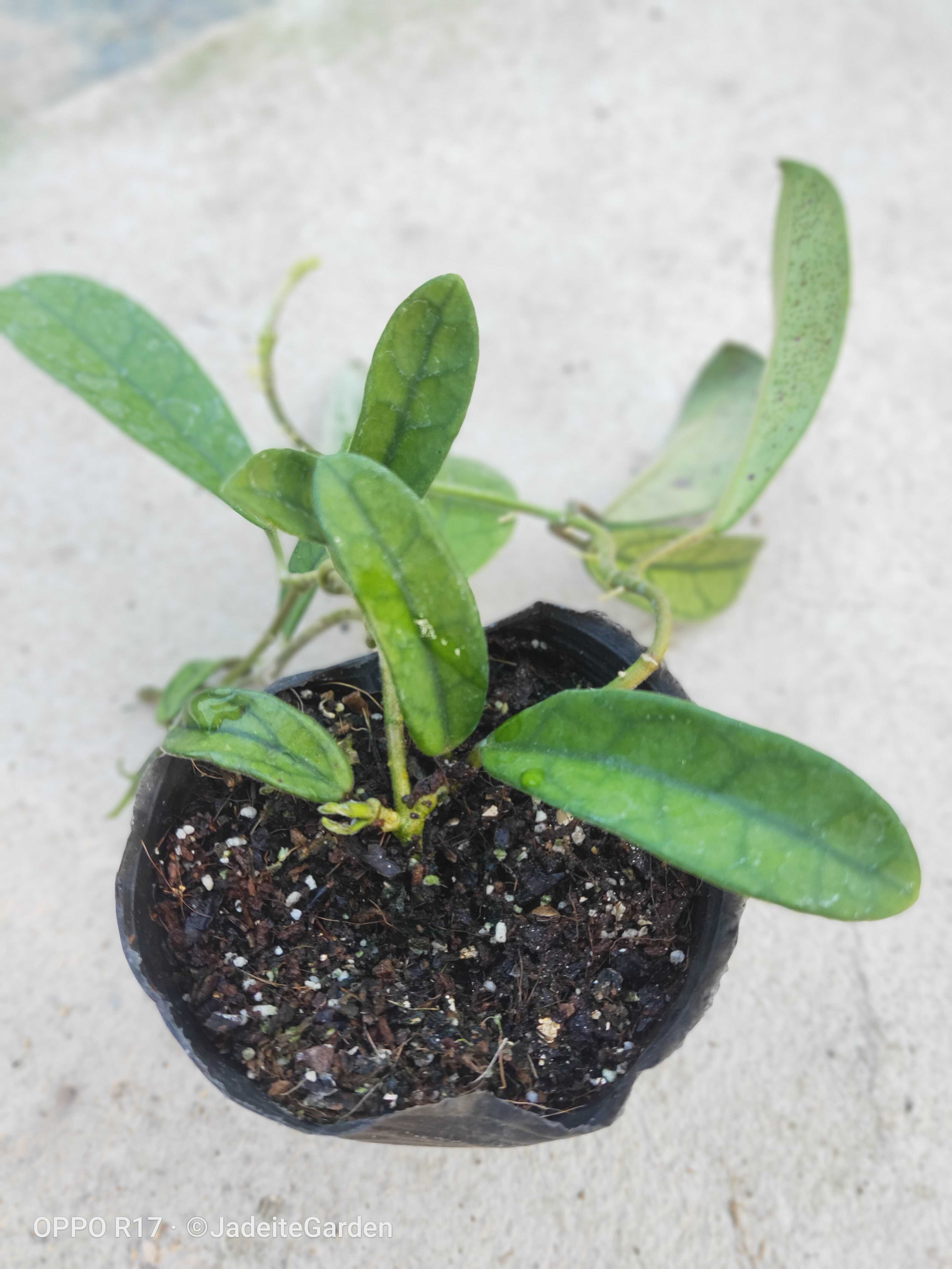 Hoya lyi splash,Hoya