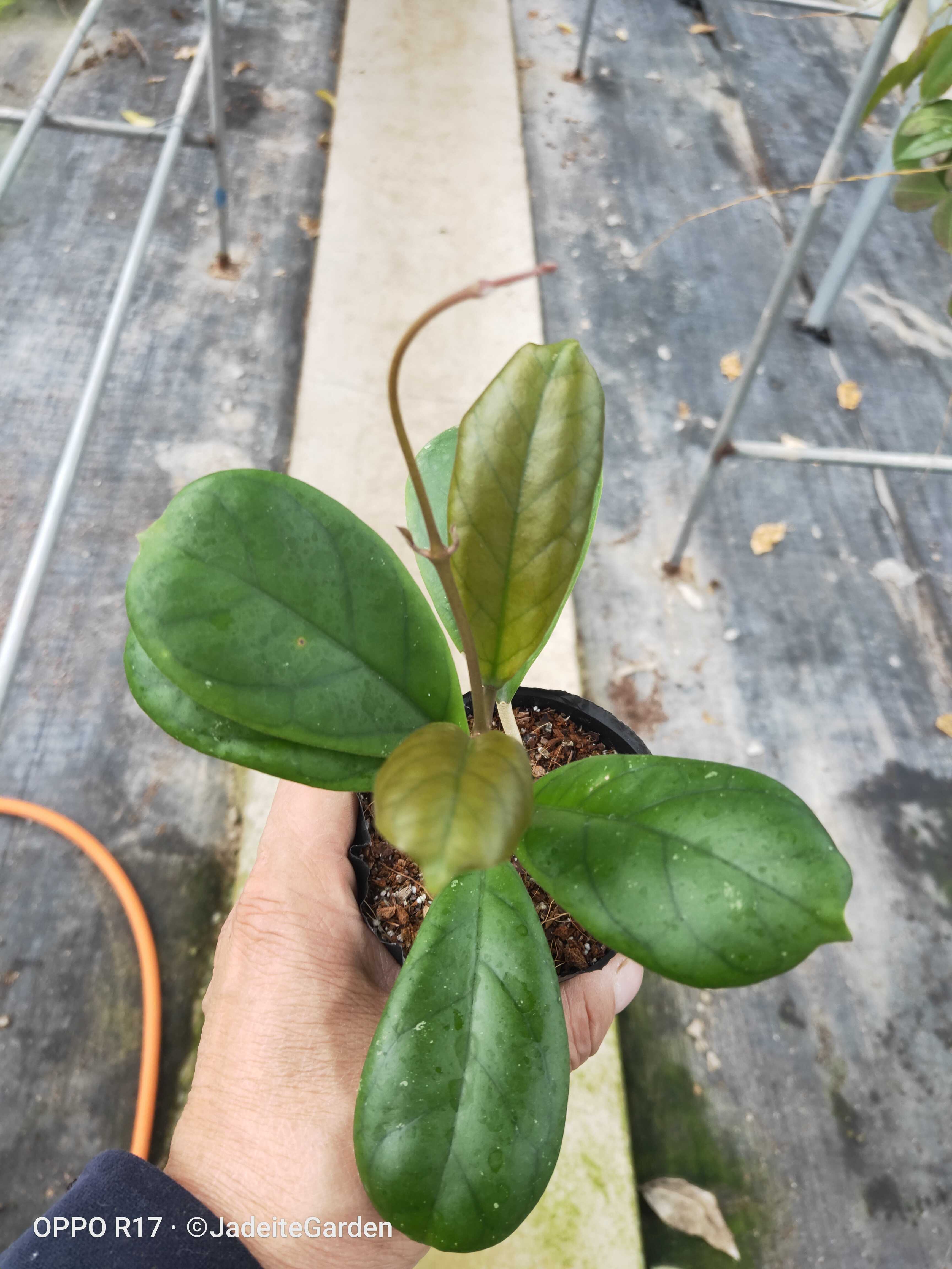 Hoya cv. viola,Hoya
