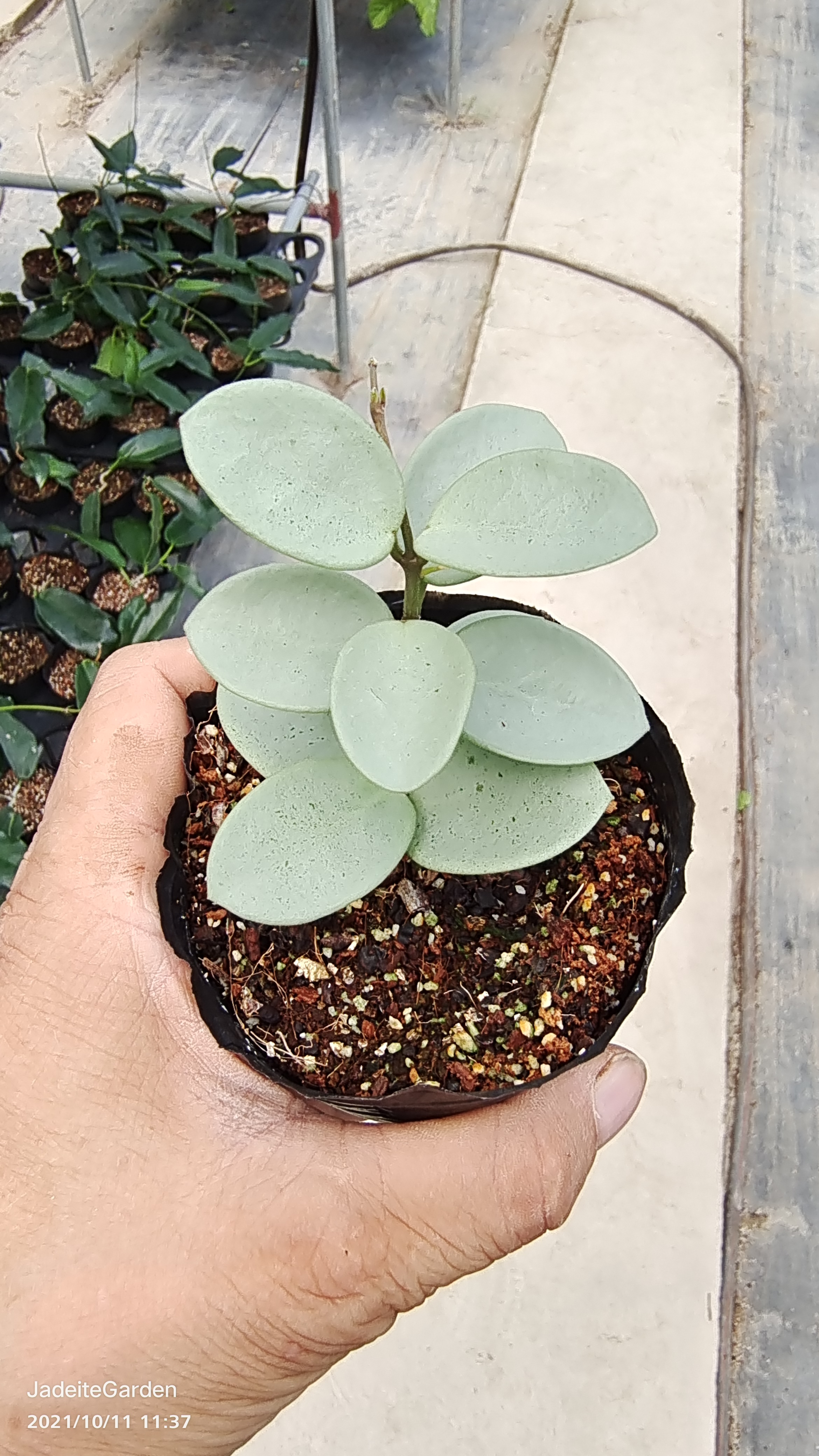 hoya grey fairy(jad021)