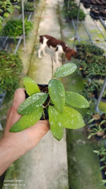 Hoya ruthiae (UT168),Hoya