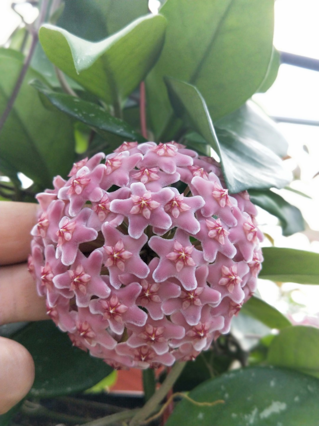 Hoya carnosa ssp. "freckles" splash,Hoya