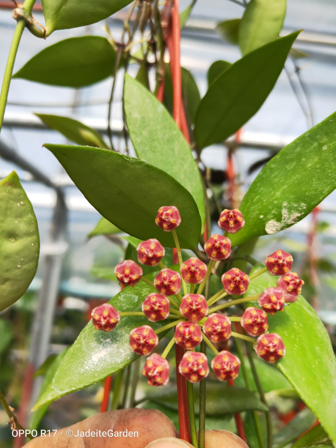 Hoya inconspicua,Hoya