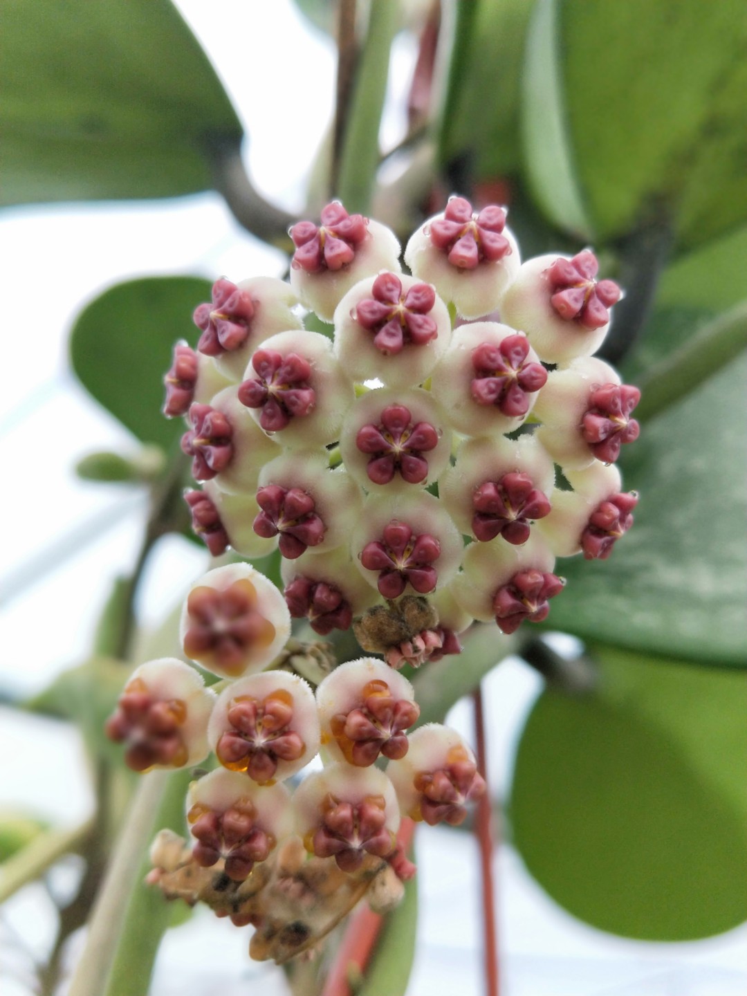 Hoya kerrii splash,Hoya